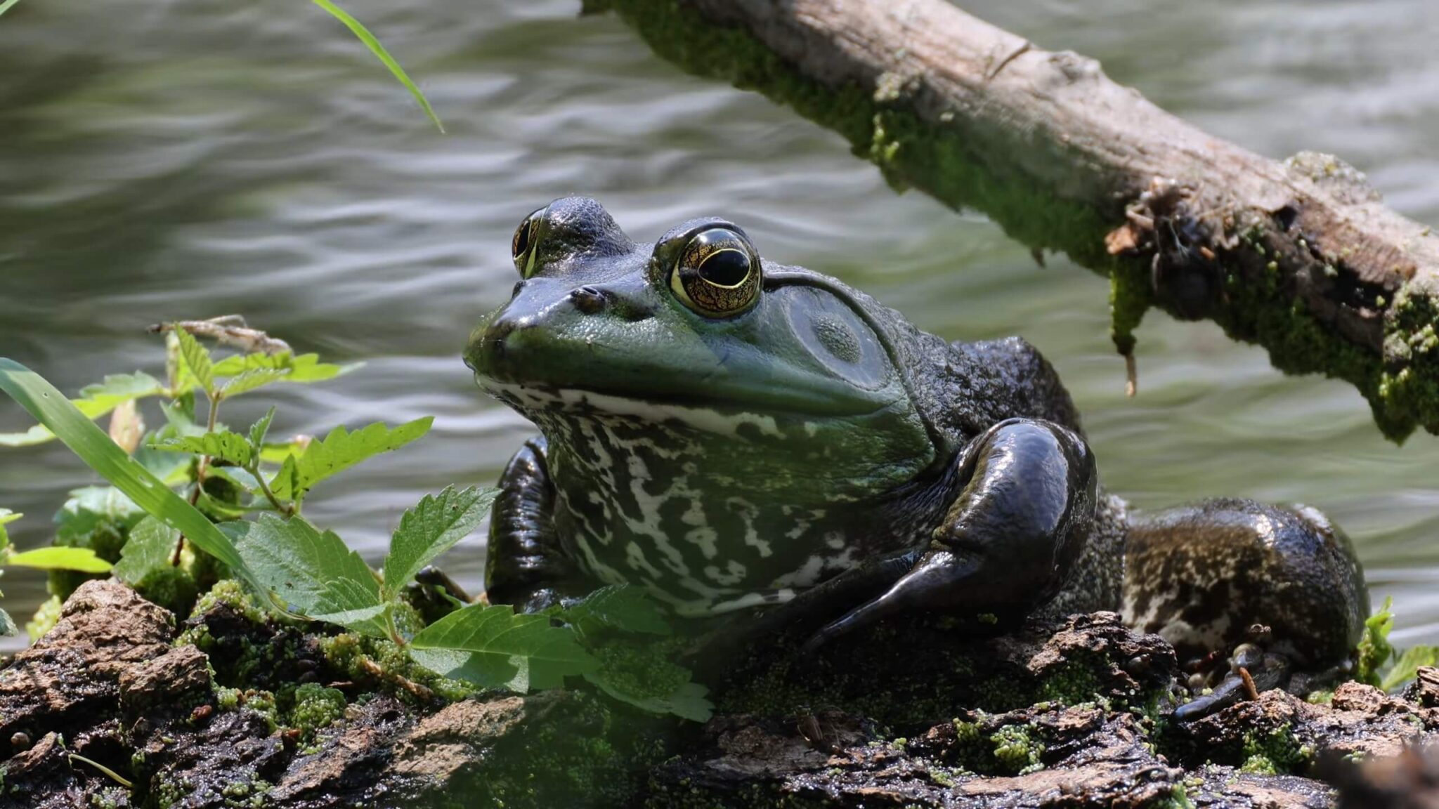 Things To Know About Louisiana Bullfrog - The Jump