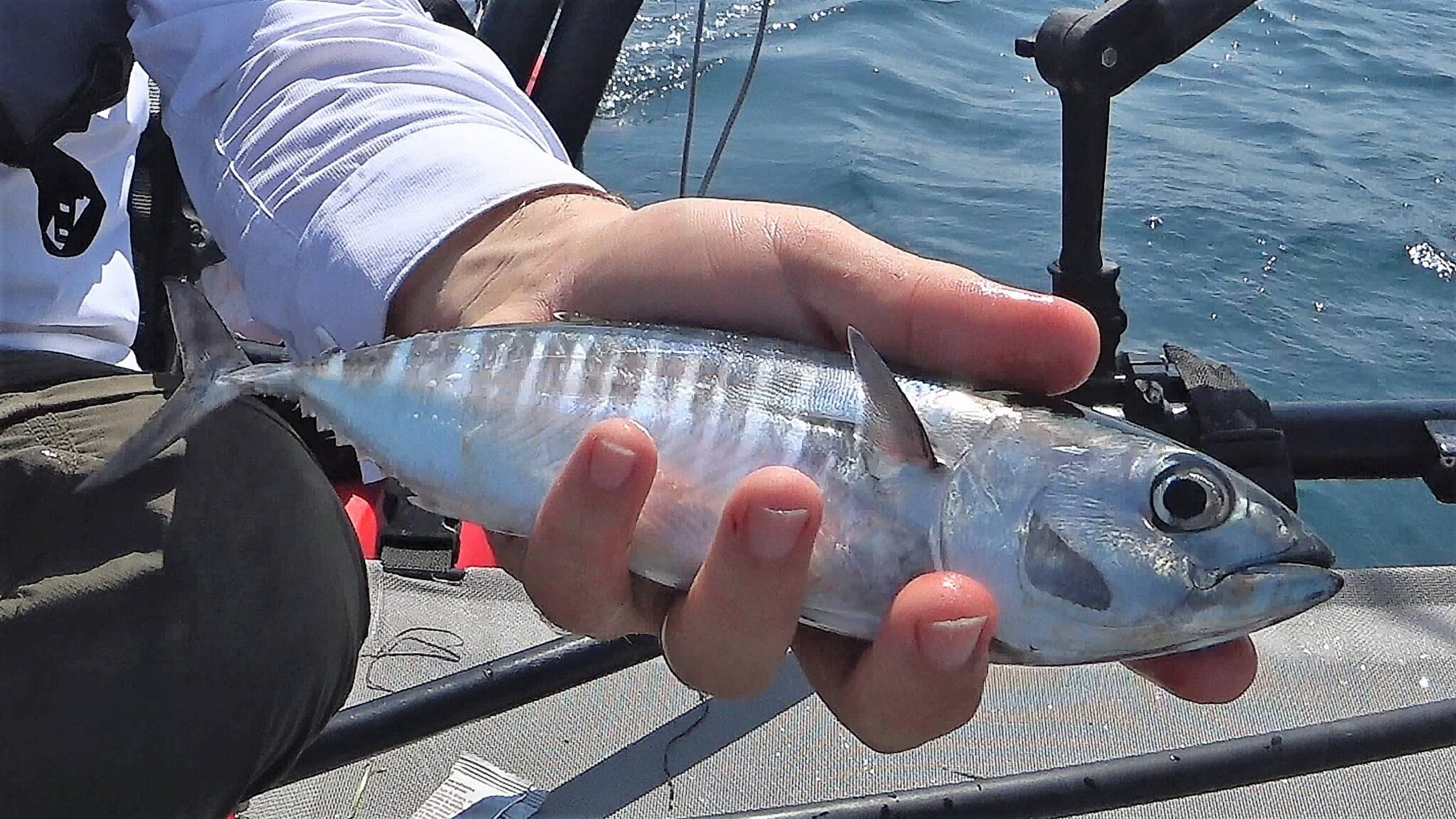 Fish Facts: Baby Bluefin Tuna - The Jump