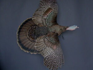 Bearded Hen Hunting - Tips and Insights - The Jump