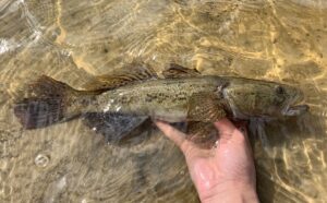 Fish Facts: Bigmouth Sleeper - The Jump