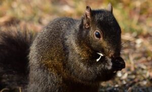 Black Squirrel - Facts - The Jump