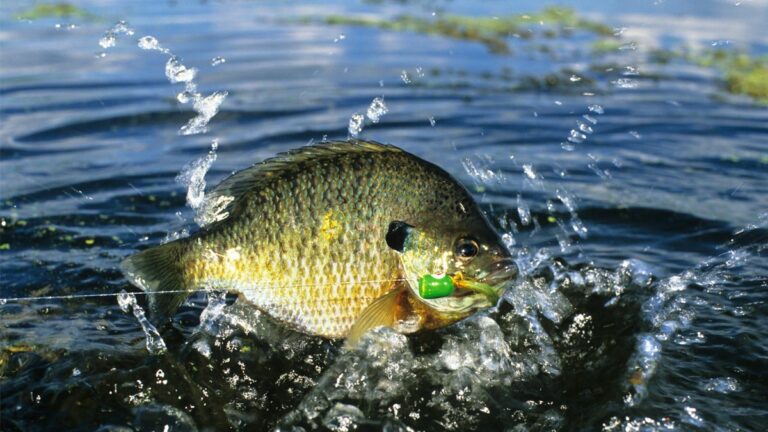 Fish Facts: Bluegill - The Jump
