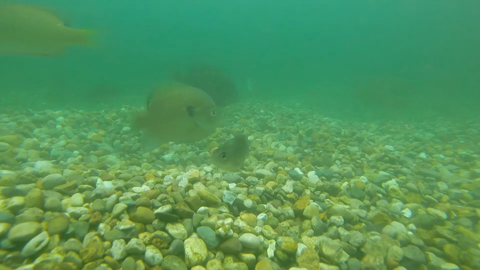 Fish Facts: Bluegill - The Jump