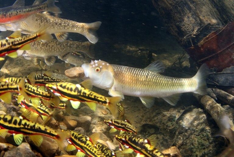 Fish Facts: Bluehead Chub (Nocomis leptocephalus) - The Jump