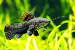 Fish Facts: Brown Hoplo (Hoplosternum littorale) - The Jump