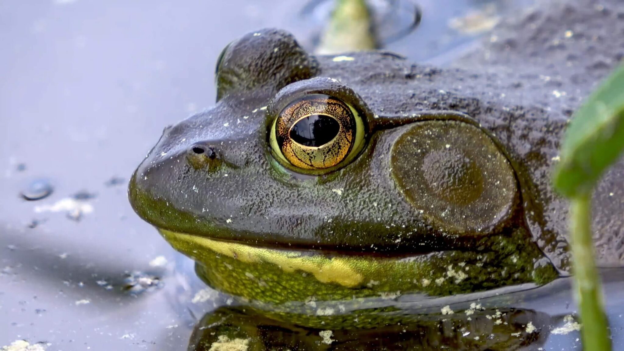 Things To Know About Louisiana Bullfrog - The Jump