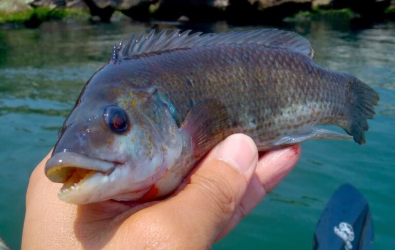 Fish Facts: Cunner - The Jump