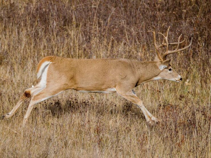 Recovering Wounded Deer - The Jump