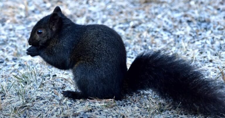 Black Squirrel - Facts - The Jump