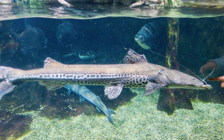 Fish Facts: Firewood Catfish - Sorubimichthys planiceps - The Jump