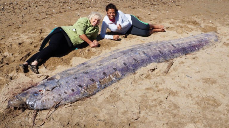 Giant Oarfish Caught off the Coast of California! - The Jump