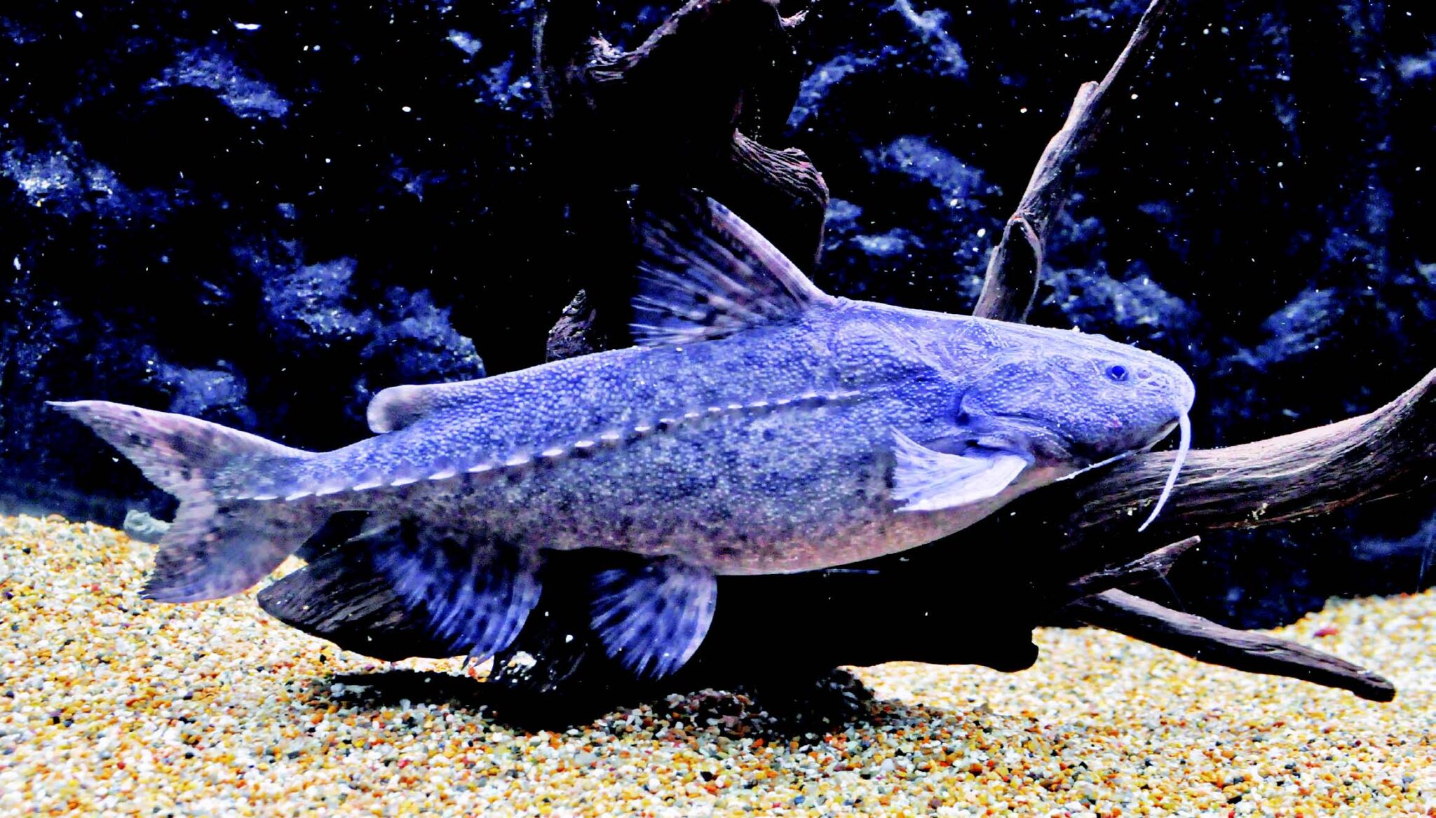 Fish Facts: Granulated Catfish - Pterodoras Granulosus - The Jump