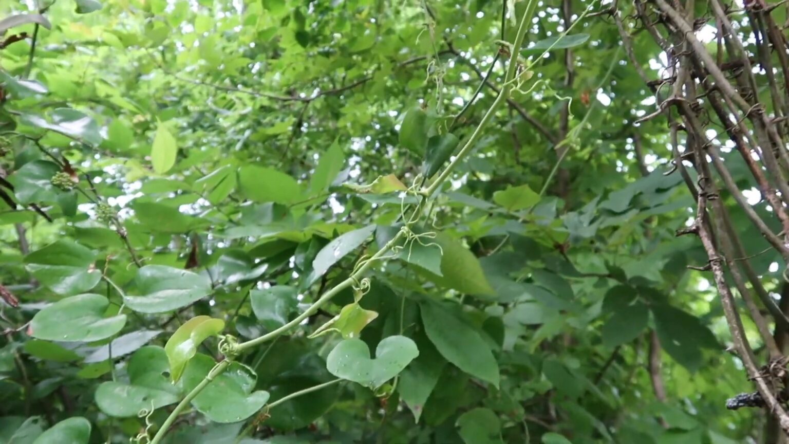 Vine Identification - 12 Types of Vine - The Jump