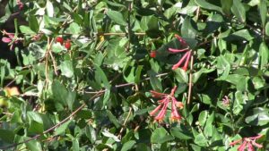 Vine Identification - 12 Types of Vine - The Jump