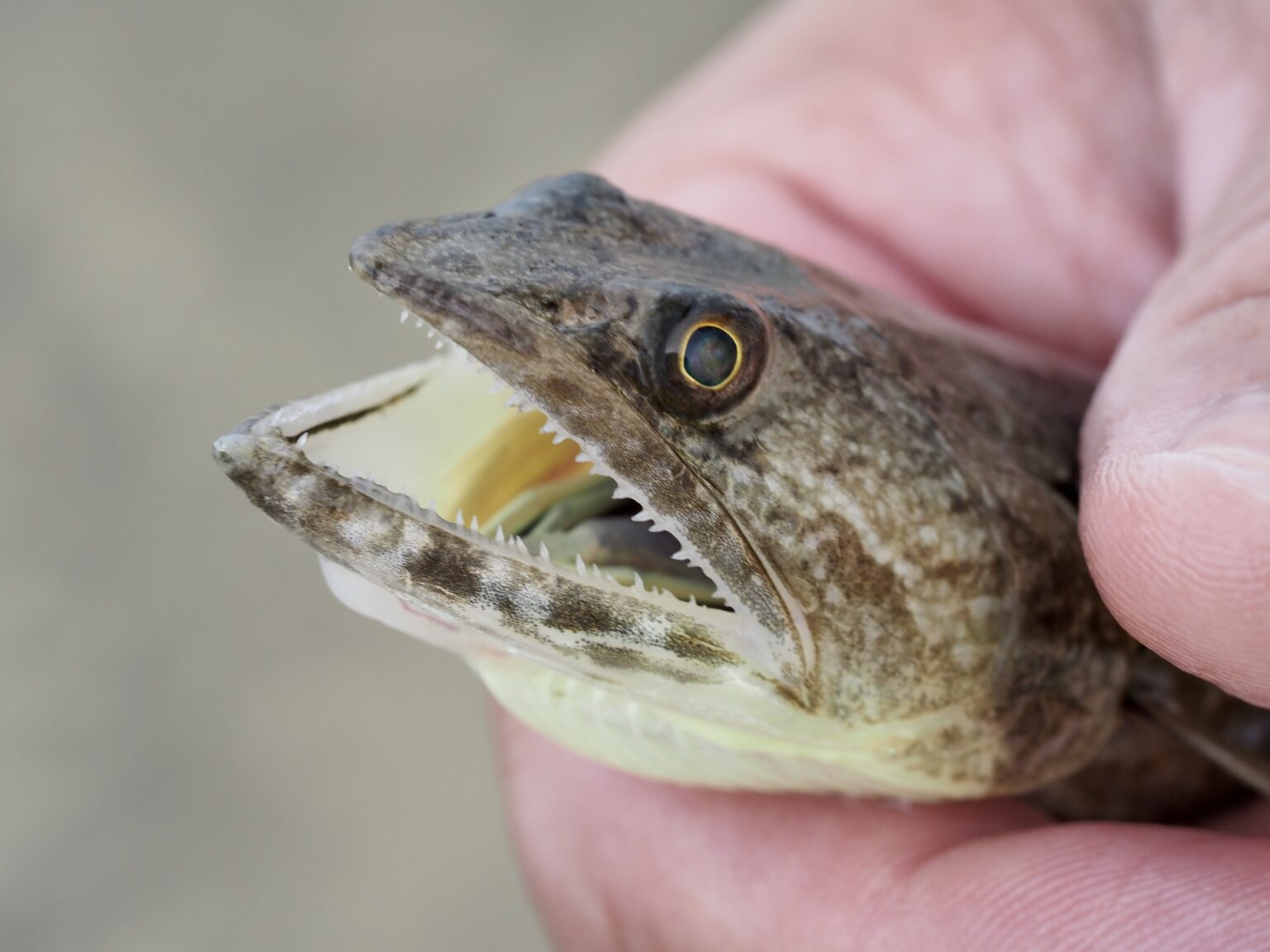 Fish Facts: Inshore Lizardfish - Synodus foetens - The Jump