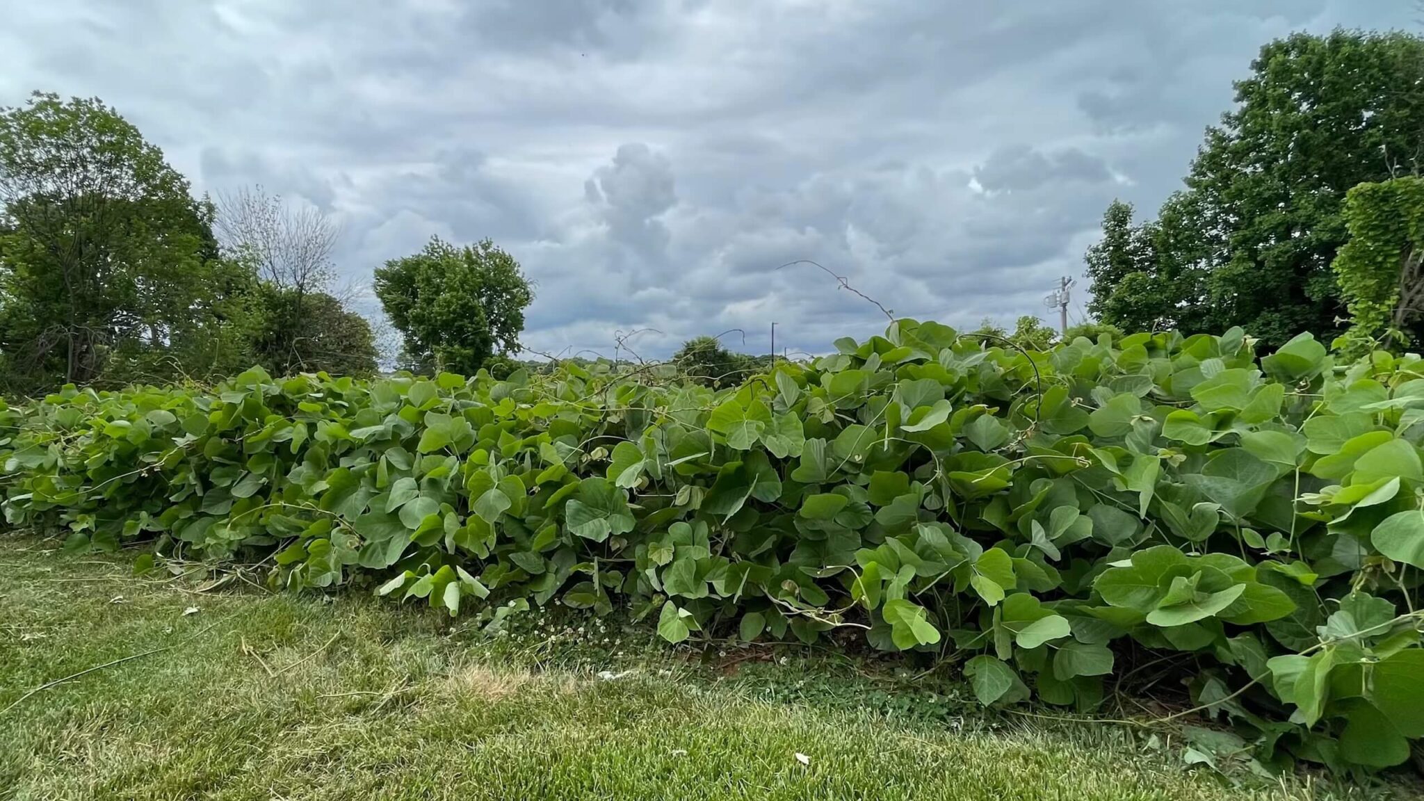 Vine Identification - 12 Types of Vine - The Jump