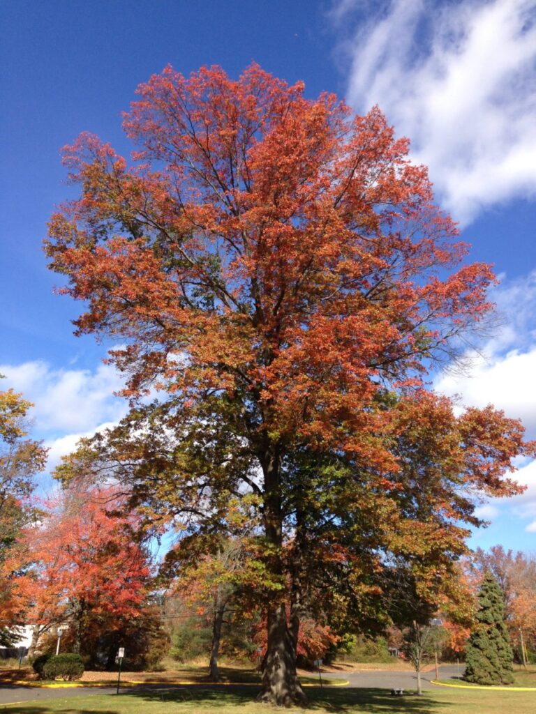Tree Features: Pin Oak - The Jump