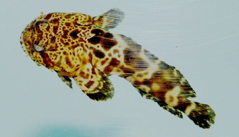 Fish Facts: Leopard Toadfish - Opsanus pardus - The Jump