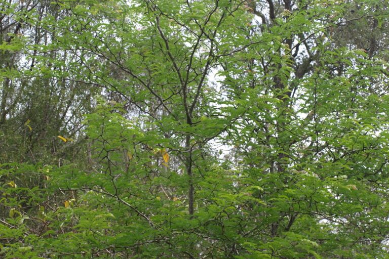 Tree Features: Water Locust(Gleditsia aquatica) - The Jump