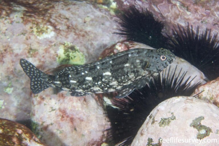 Fish Facts: Rock Cale - The Jump
