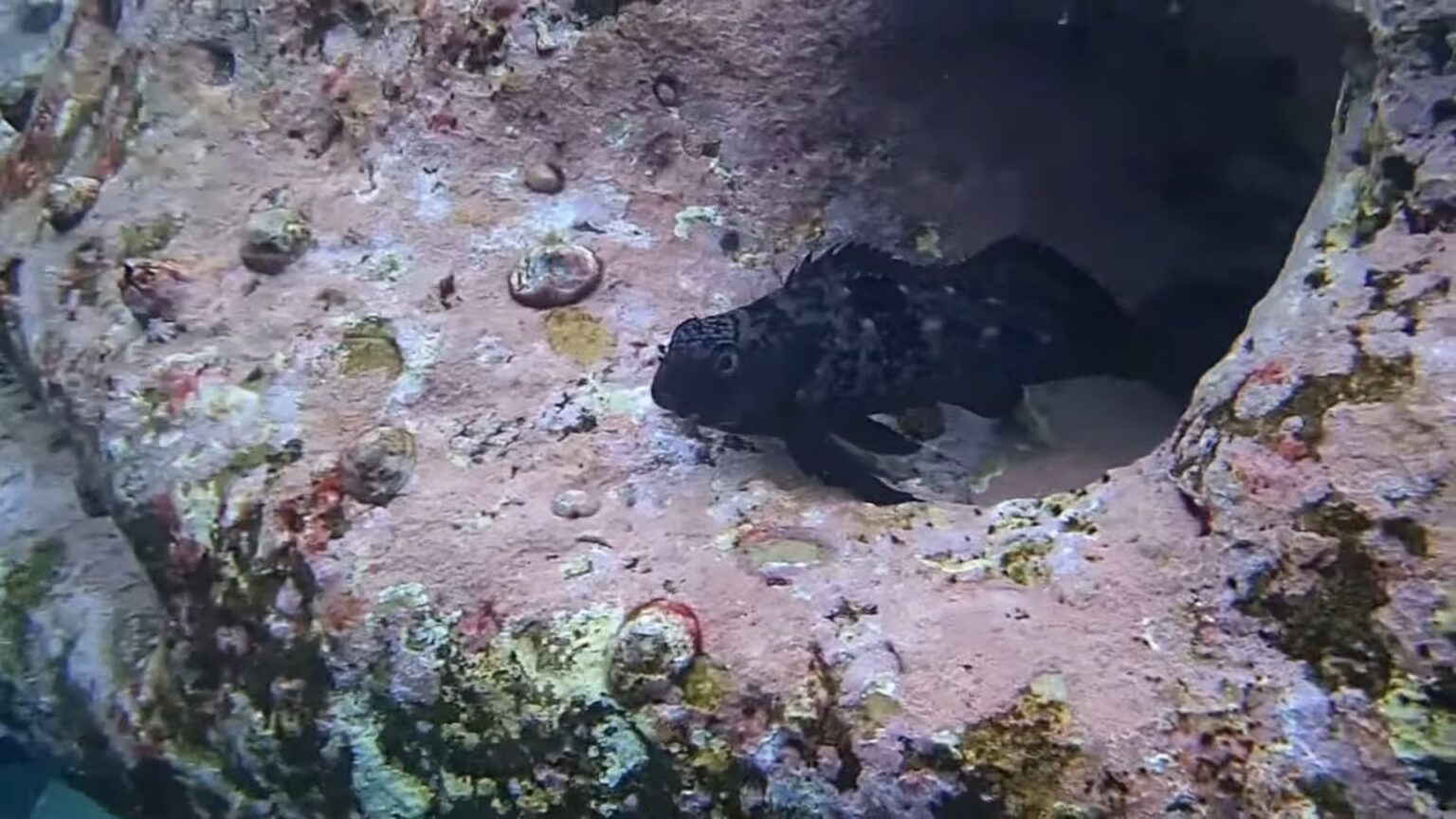 Fish Facts: Rock Cale - The Jump