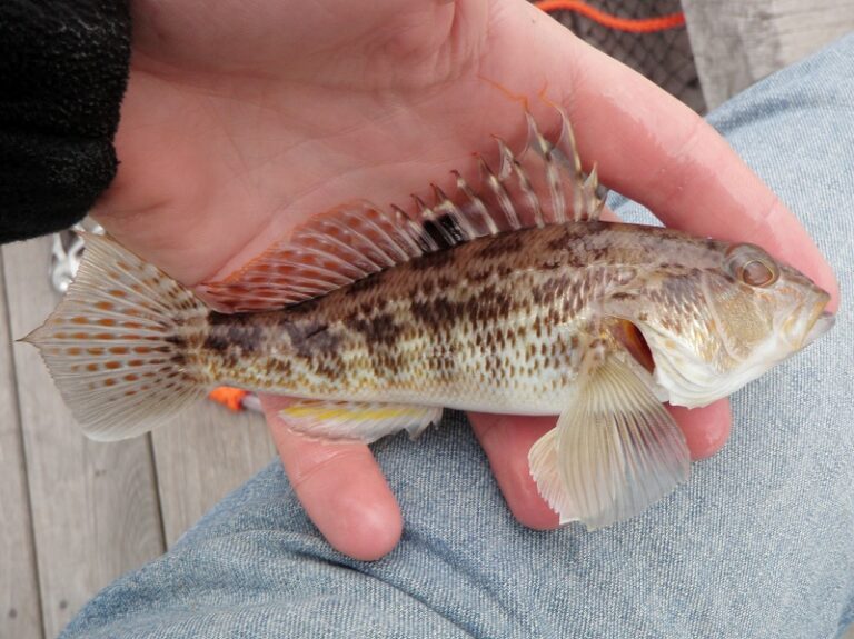 Fish Facts: Rock Sea Bass - The Jump