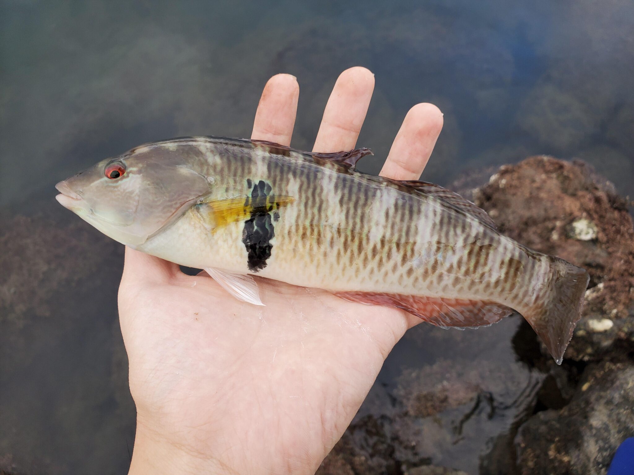 Fish Facts: Rock Wrasse - Halichoeres semicinctus - The Jump
