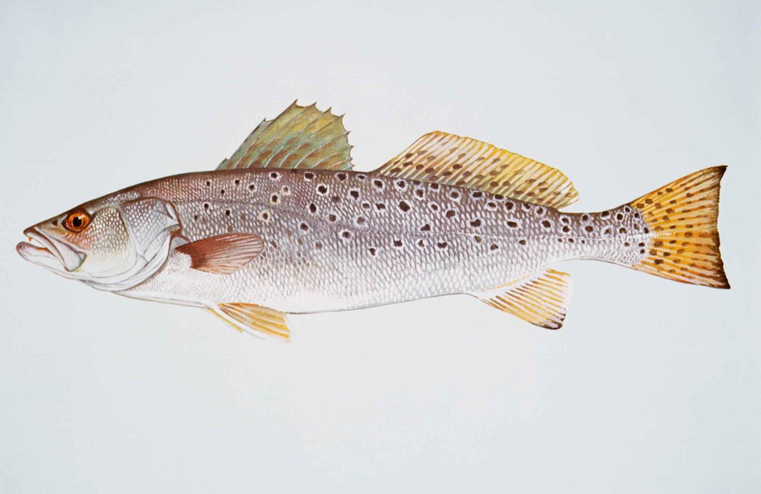 Fish Facts: Speckled Trout - The Jump