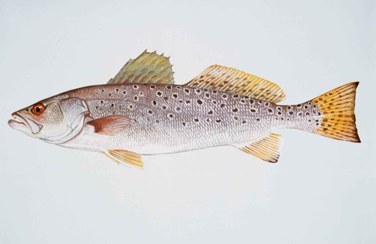 Fish Facts: Speckled Trout - The Jump