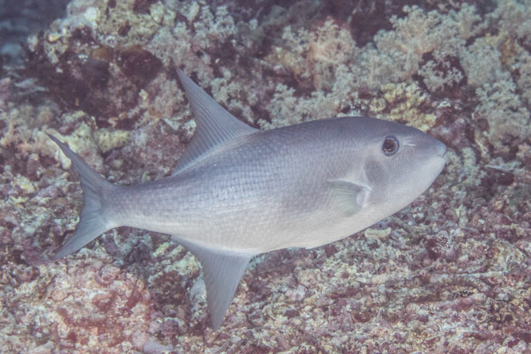 Fish Facts: Oceanic Triggerfish - Canthidermis maculata - The Jump