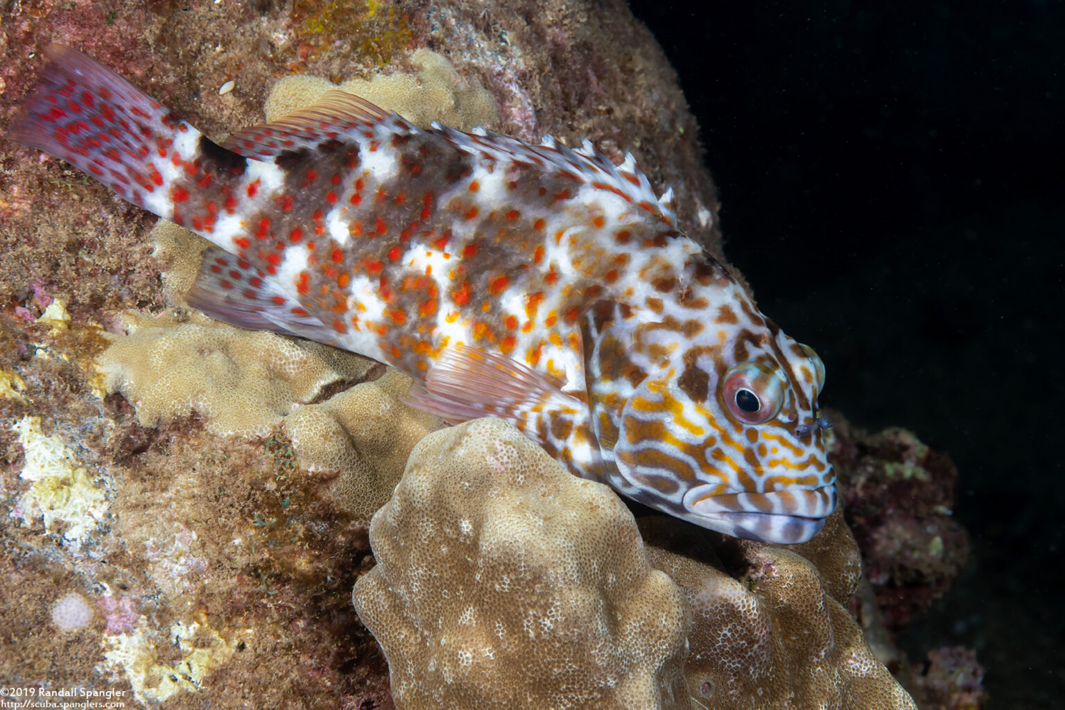 Fish Facts: Stocky Hawkfish - Cirrhitus pinnulatus - The Jump