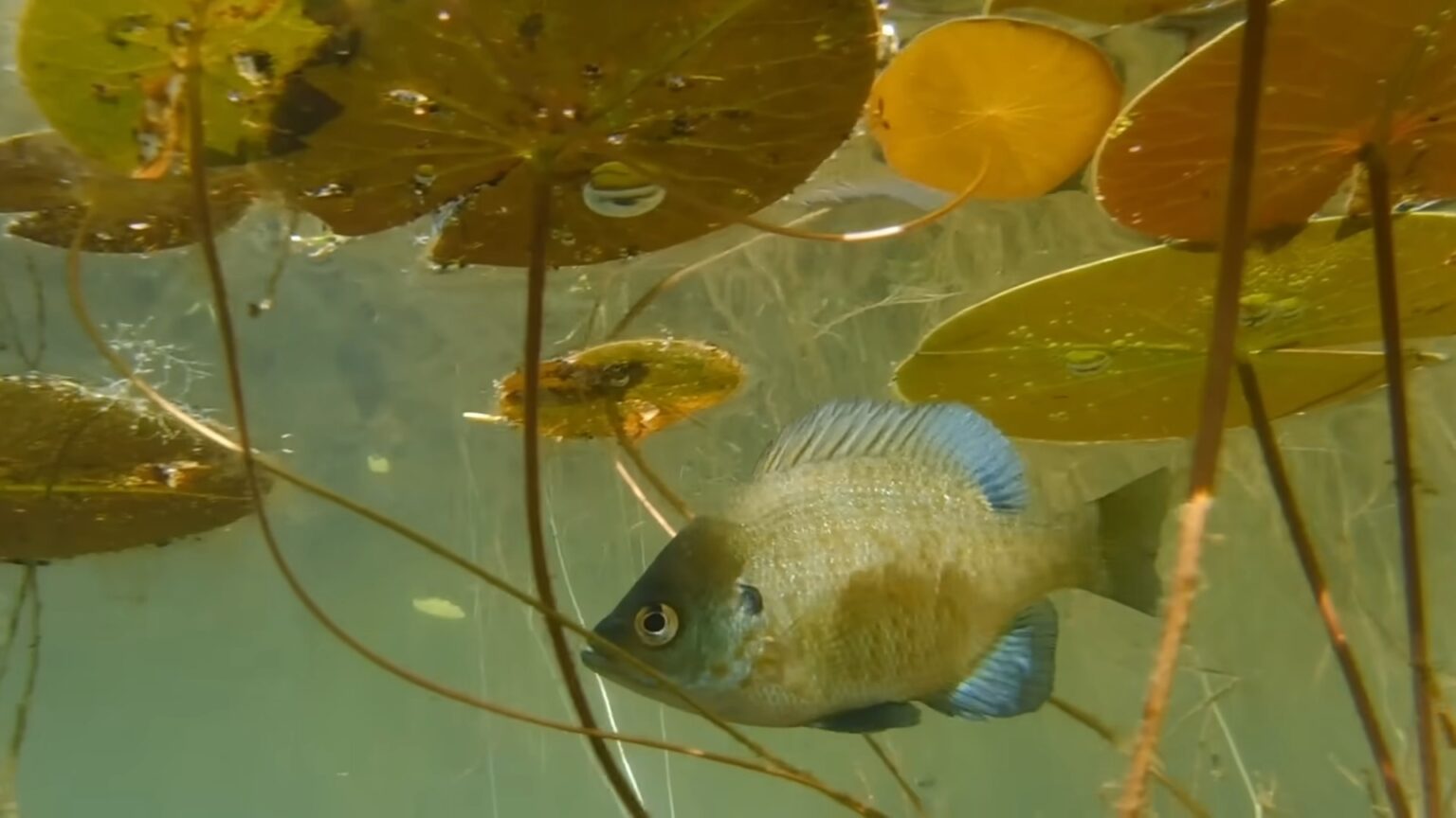 Fish Facts: Bluegill - The Jump