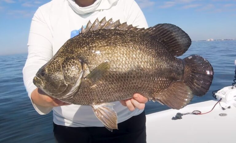Fish Facts: Tripletail - The Jump