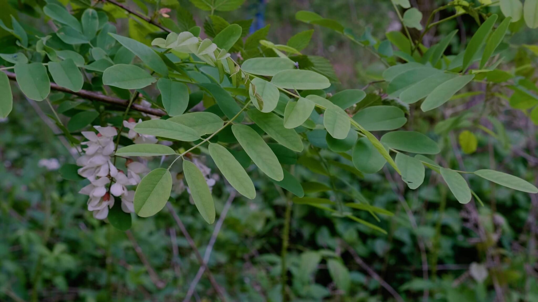Tree Features: Water Locust(Gleditsia aquatica) - The Jump