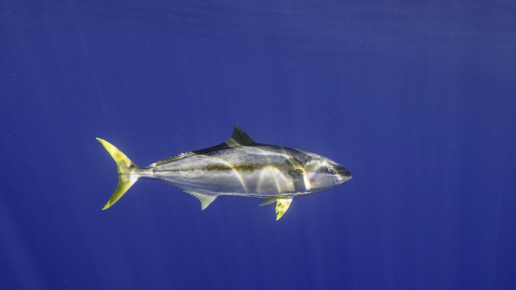 Biggest Yellow-Fin Ever in the Gulf Caught off Louisiana Coast! - The Jump