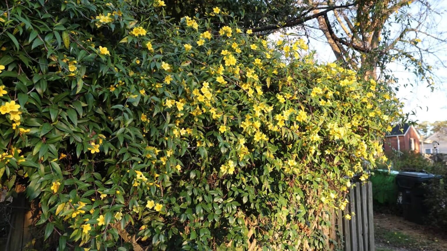 Vine Identification - 12 Types of Vine - The Jump