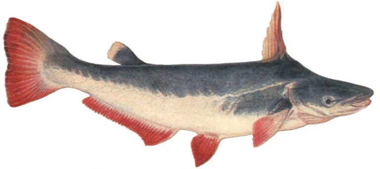 Fish Facts: Manduba - Ageneiosus Inermis - The Jump