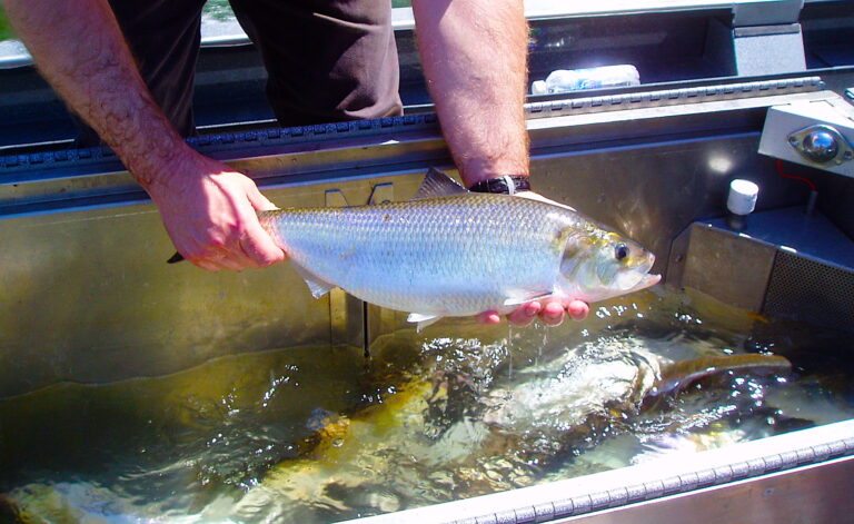 Fish Facts: American Shad - Alosa sapidissima - The Jump