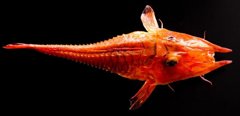 Robust Armored Gurnard - The Jump