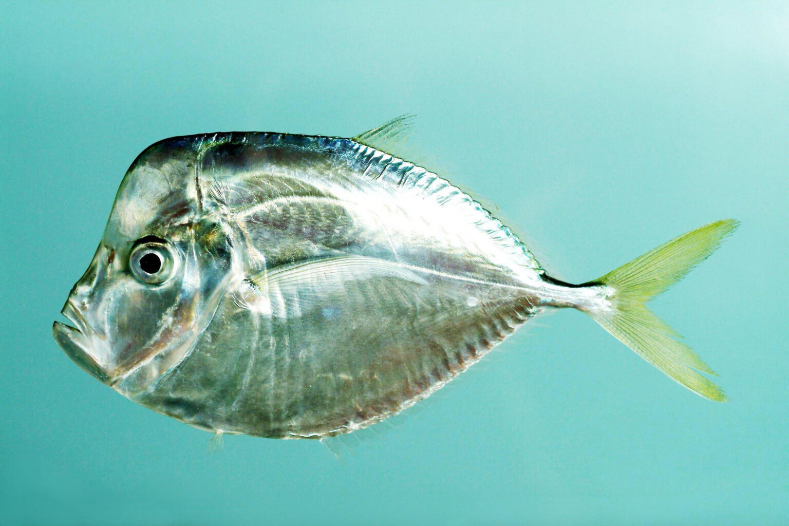 Fish Facts: Atlantic Moonfish - Selene setapinnis - The Jump