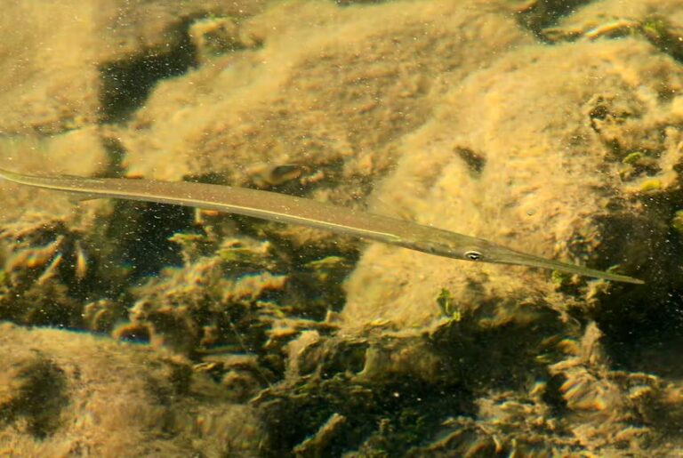 Atlantic Saury - Scomberesox Saurus - The Jump