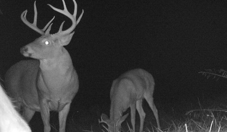 "Hunting the Attakapas Island Ghost Buck" - The Jump