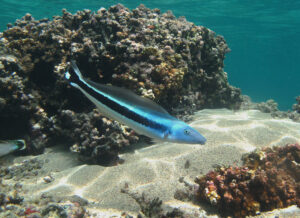 Fish Facts: Blue Blanquillo - Malacanthus Latovittatus - The Jump
