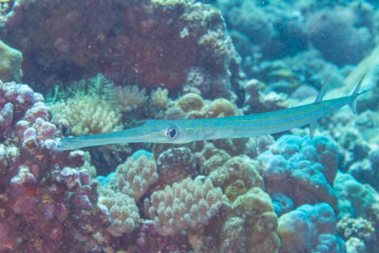 Fish Facts: Bluespotted Cornetfish - Fistularia Commersonii - The Jump