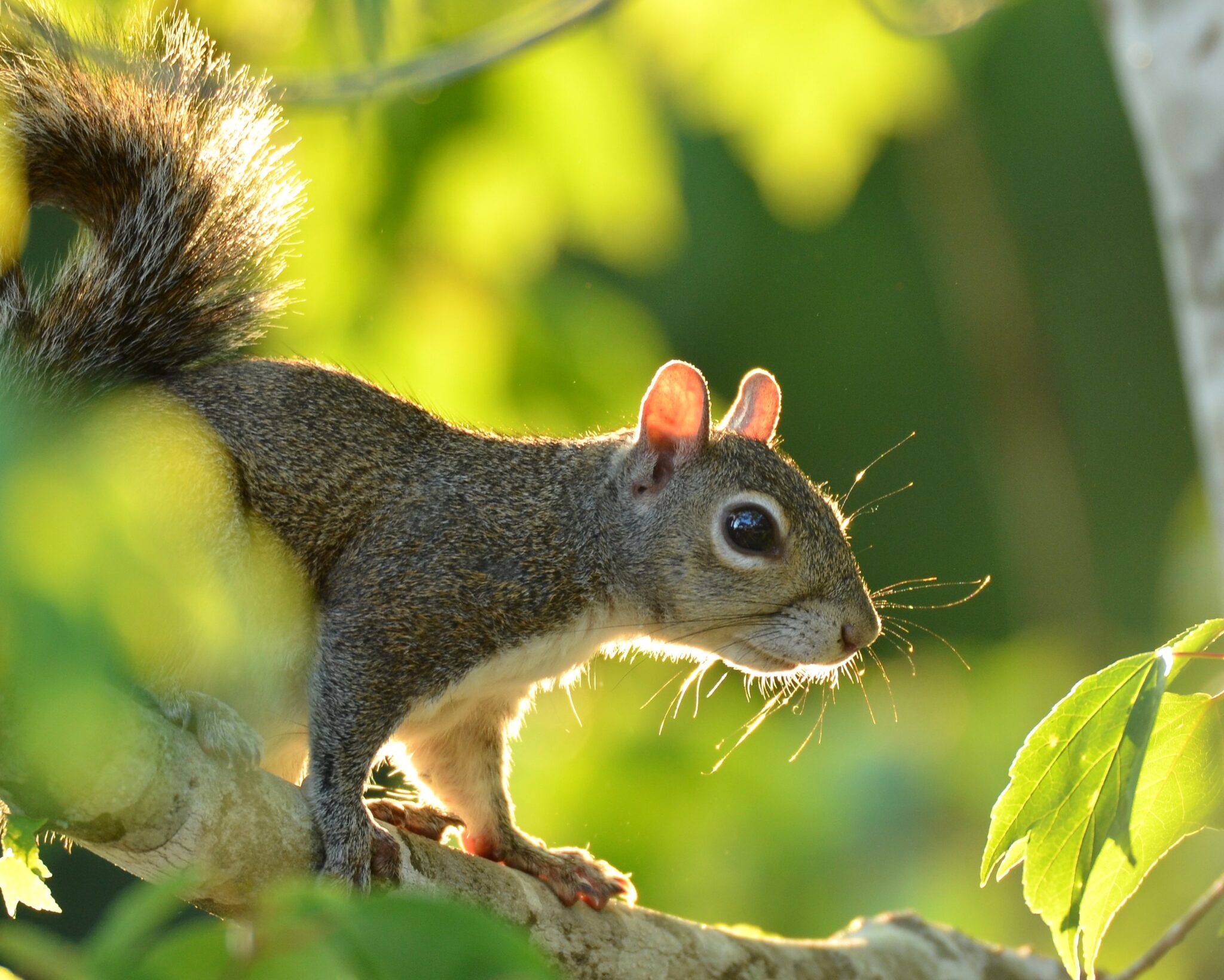 Hunting Early Season Cat (Grey) Squirrels - The Jump