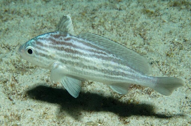 Fish Facts: Cubbyu - Equetus Umbrosus - The Jump