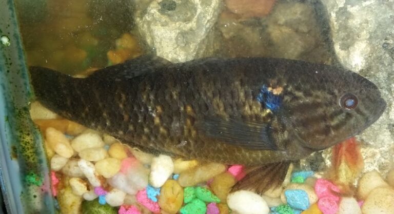 Fish Facts: Fat Sleeper - Dormitator Maculatus - The Jump