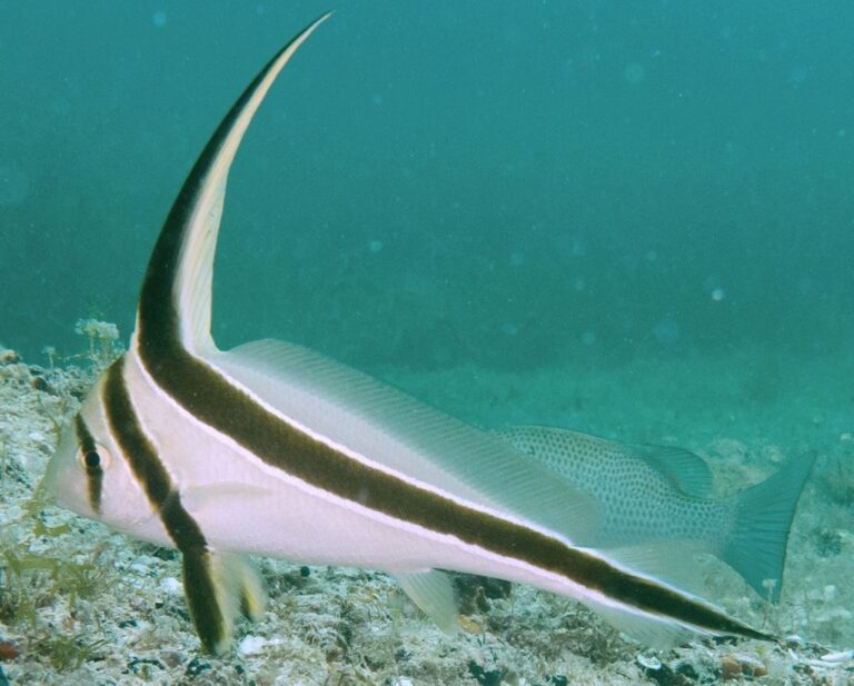 Fish Facts: Jack Knifefish - Equetus Lanceolatus - The Jump