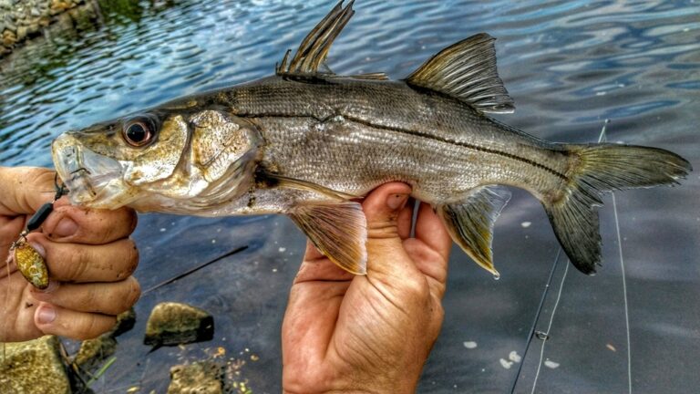 Fish Facts: Fat Snook - Centropomus Parallelus - The Jump