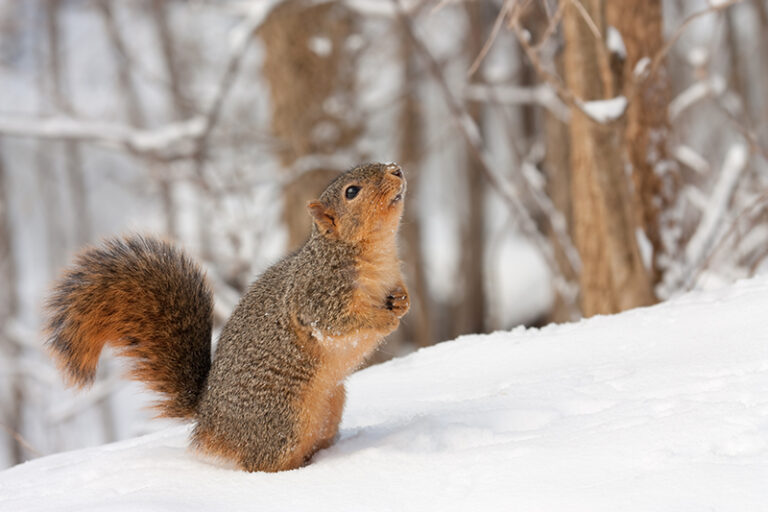 Animal World: Fox Squirrels - Sciurus Niger - The Jump